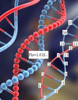 pudalay7000: Phi, Fibonacci Numbers and DNA