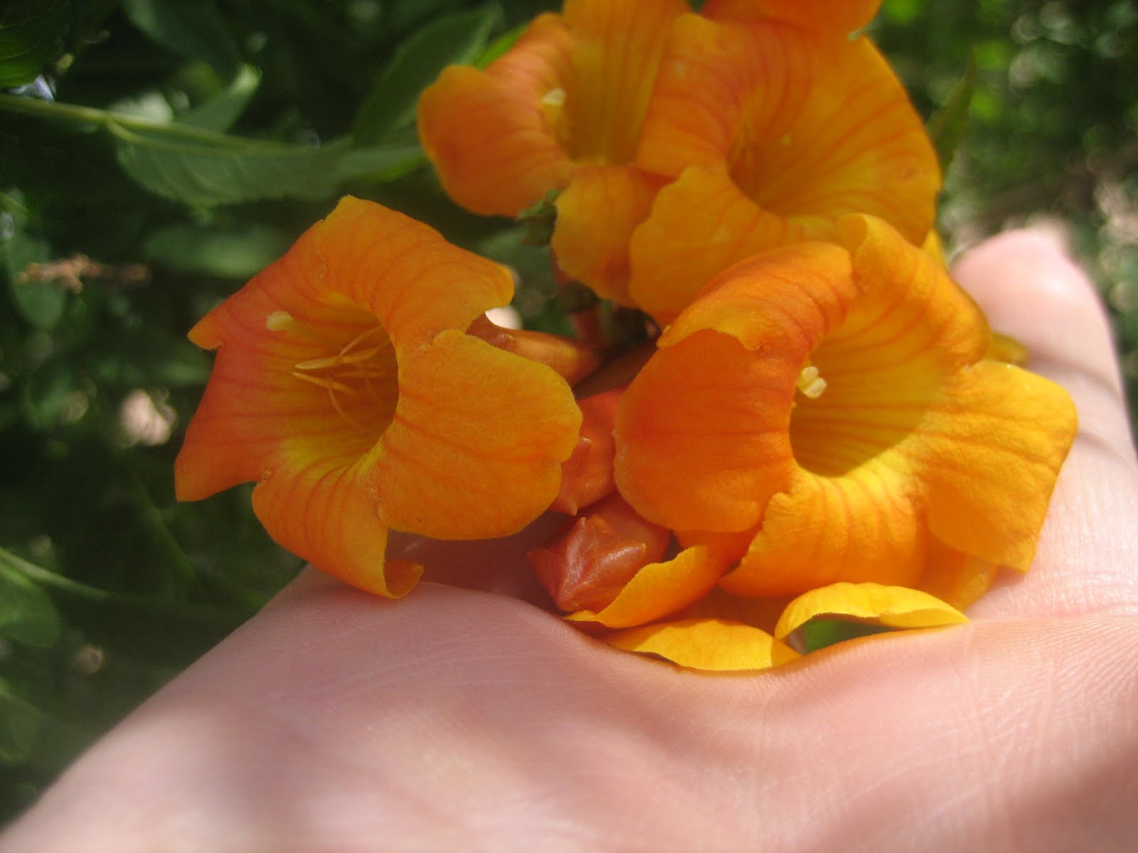 Chef Tess Bakeresse: Edible Flowers 101