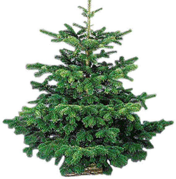 Sou des écoles de Thoiry (Ain): Remise des sapins