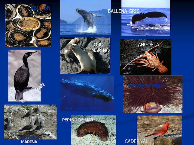 FAUNA Y FLORA | baja california sur