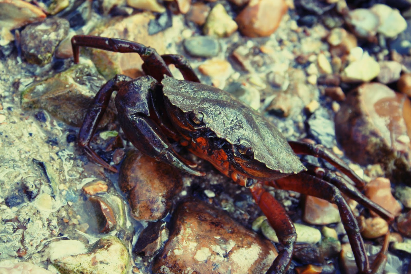 Connie Preston: The Crab