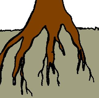 Ciências em foco: Partes da Plantas