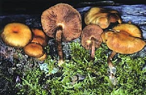 los ecosistemas: DESINTEGRADORES