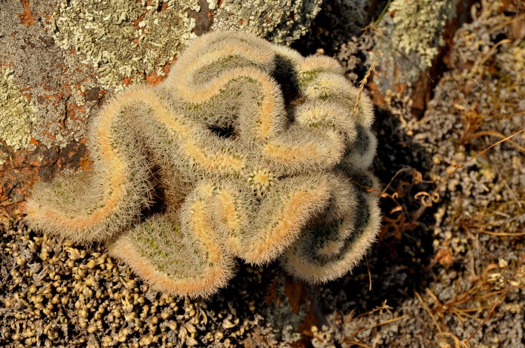 Shutterbugs Capturing the World Around Us: A very strange cactus