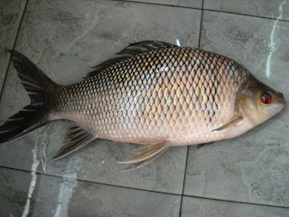 Life in Penang, is more than beautiful: Gerik(宜力)