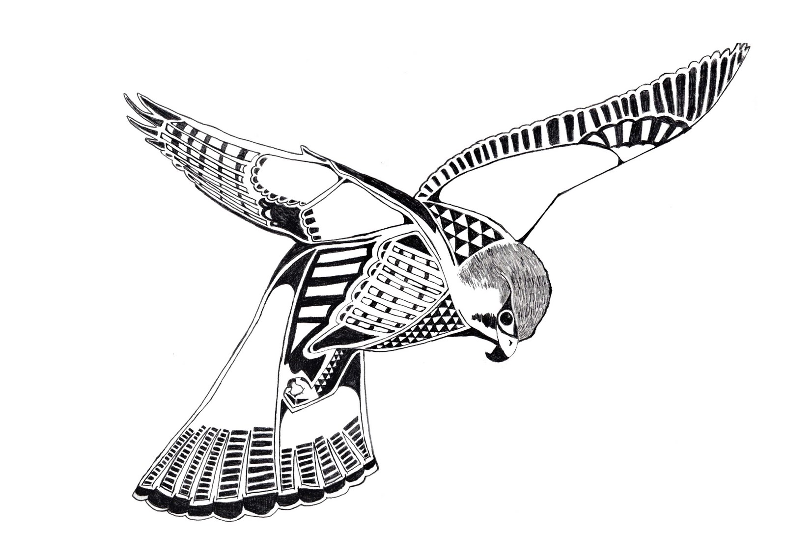 kestrel Archives - Alice Potter | Illustration and Print Design