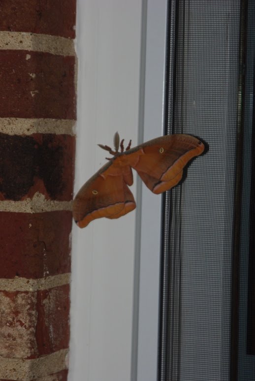 And now, for something completely different...: Mammoth Moth