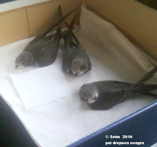 Omul cu duh de bufnita: mai 2010