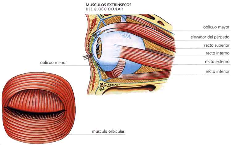 Los Organos Anexos Del Sentido De La Vista - basicshc