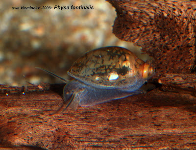 Studio Kwaak: Physa fontinalis (Linnaeus, 1758) blaashorenslak
