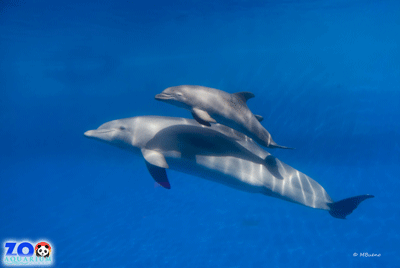 Channel Parks: NOA - La nueva cria de Delfín del Zoo Aquarium de Madrid