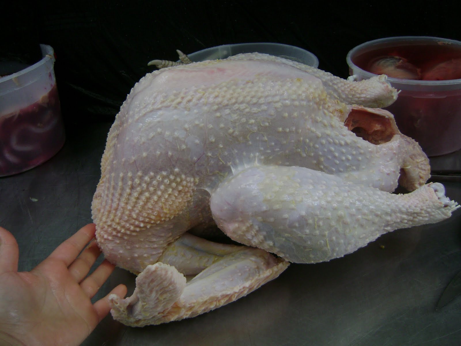 Katiegirl: Turkey Processing Part 1