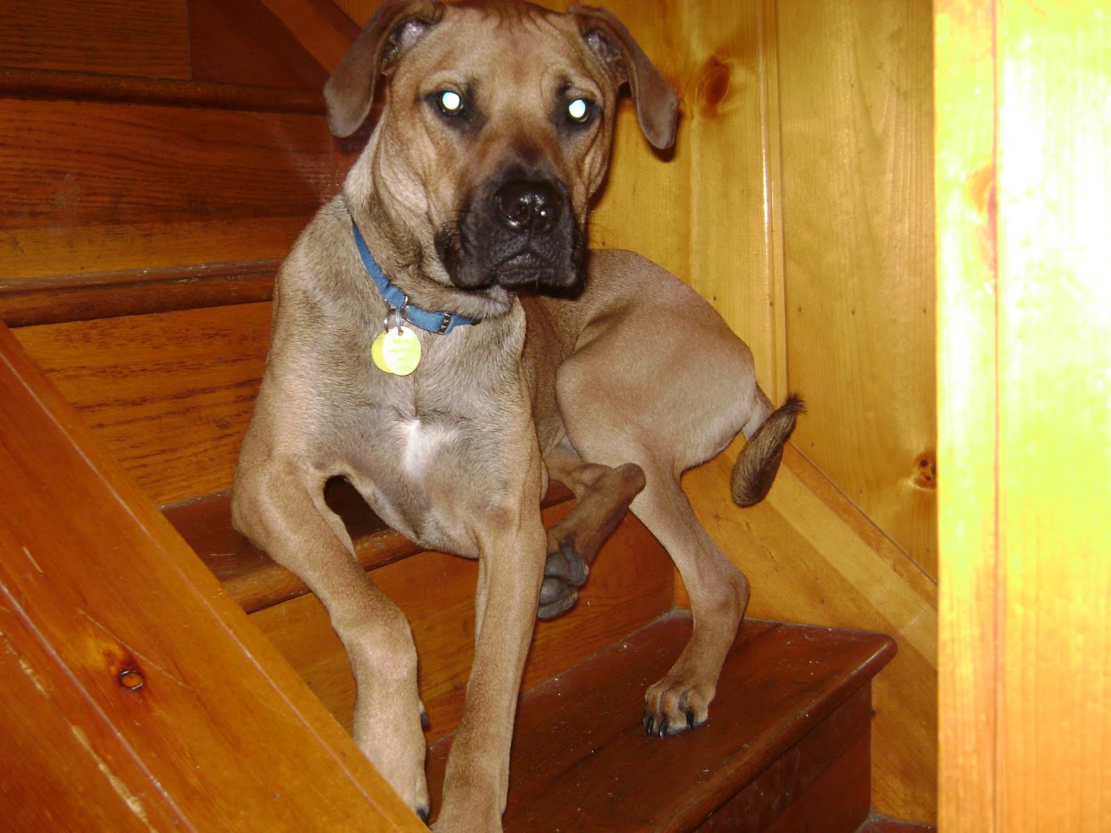 Katiegirl: Our Two Weird Dogs