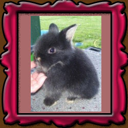 Regina's Rabbit Habit