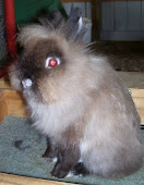 Regina's Rabbit Habit