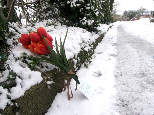 Amy Cunnington A2 media