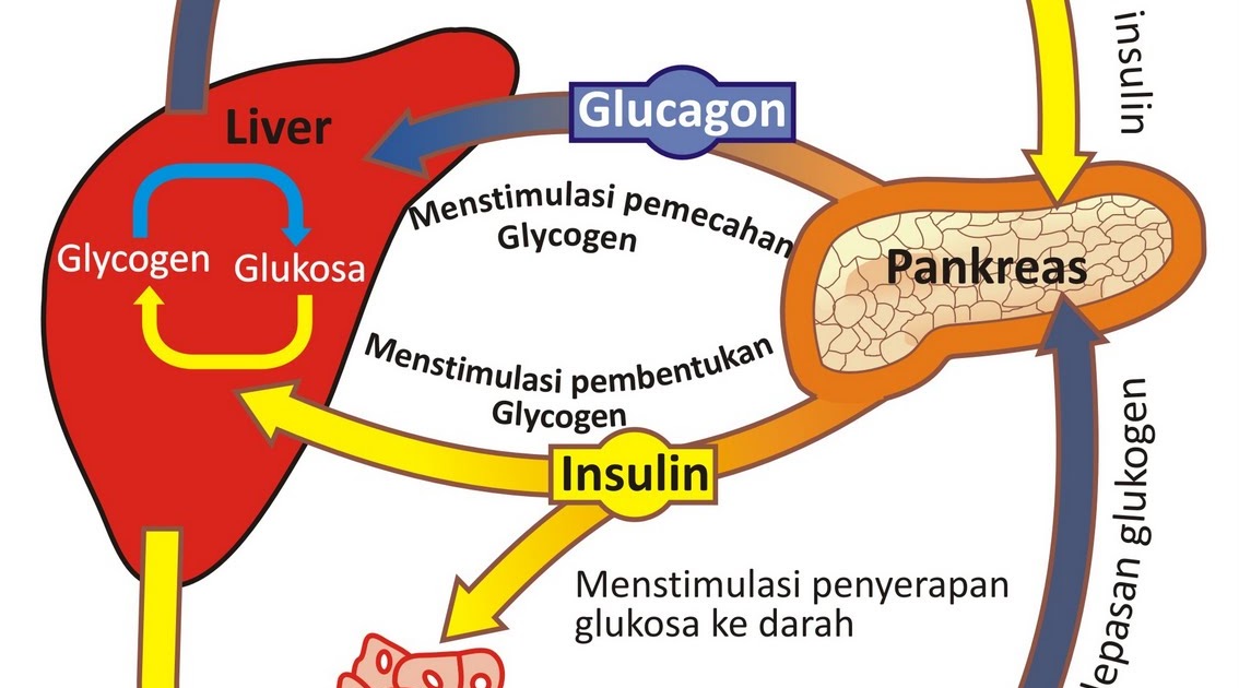 Our Biology: Proses Penyerapan Lemak