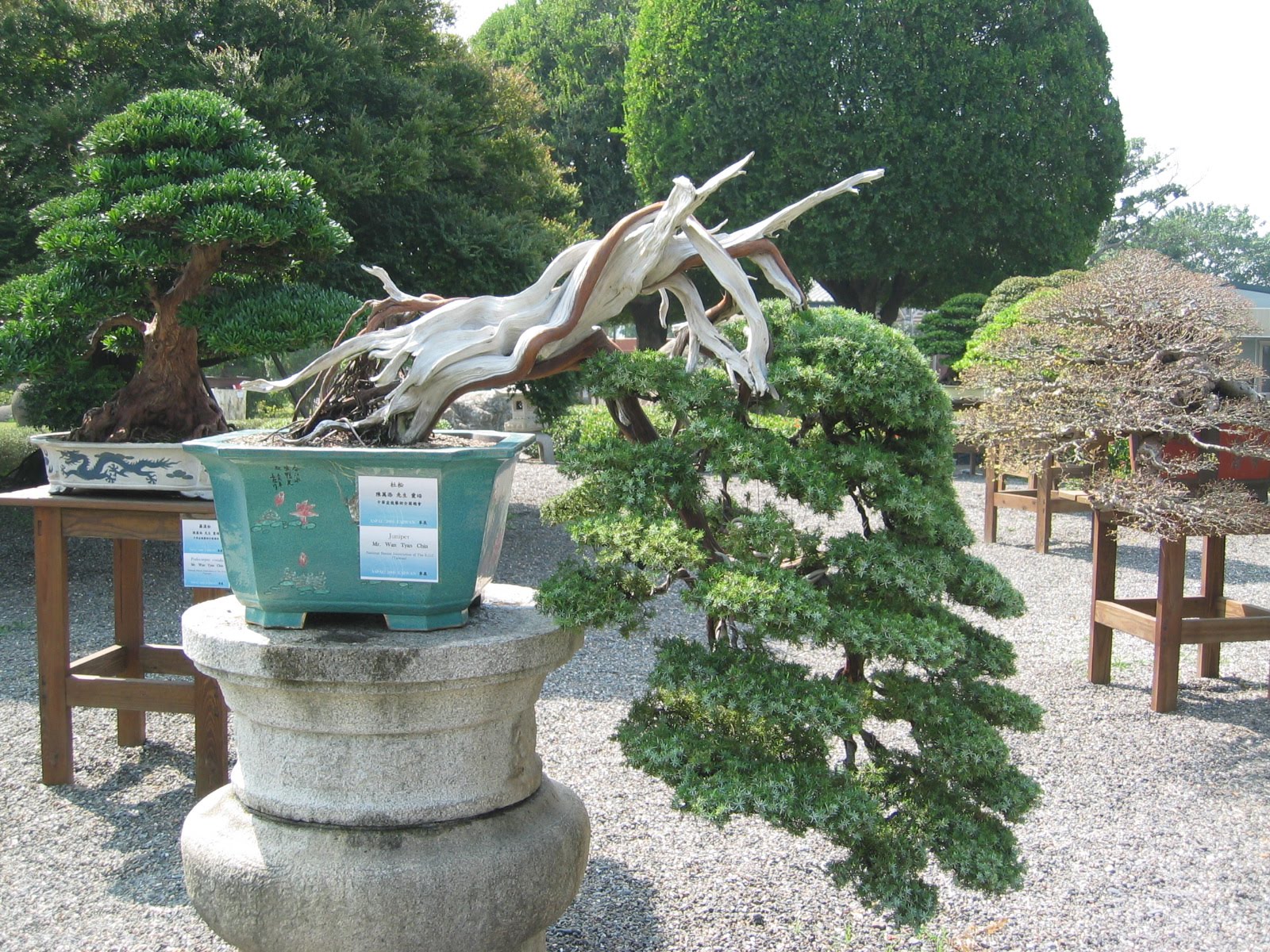 newzealandteatreebonsai: Rich Patronages Drive Taiwan Bonsai Scene