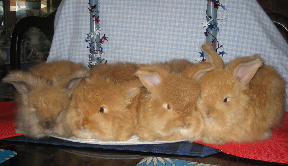 English Angora Rabbit Colors