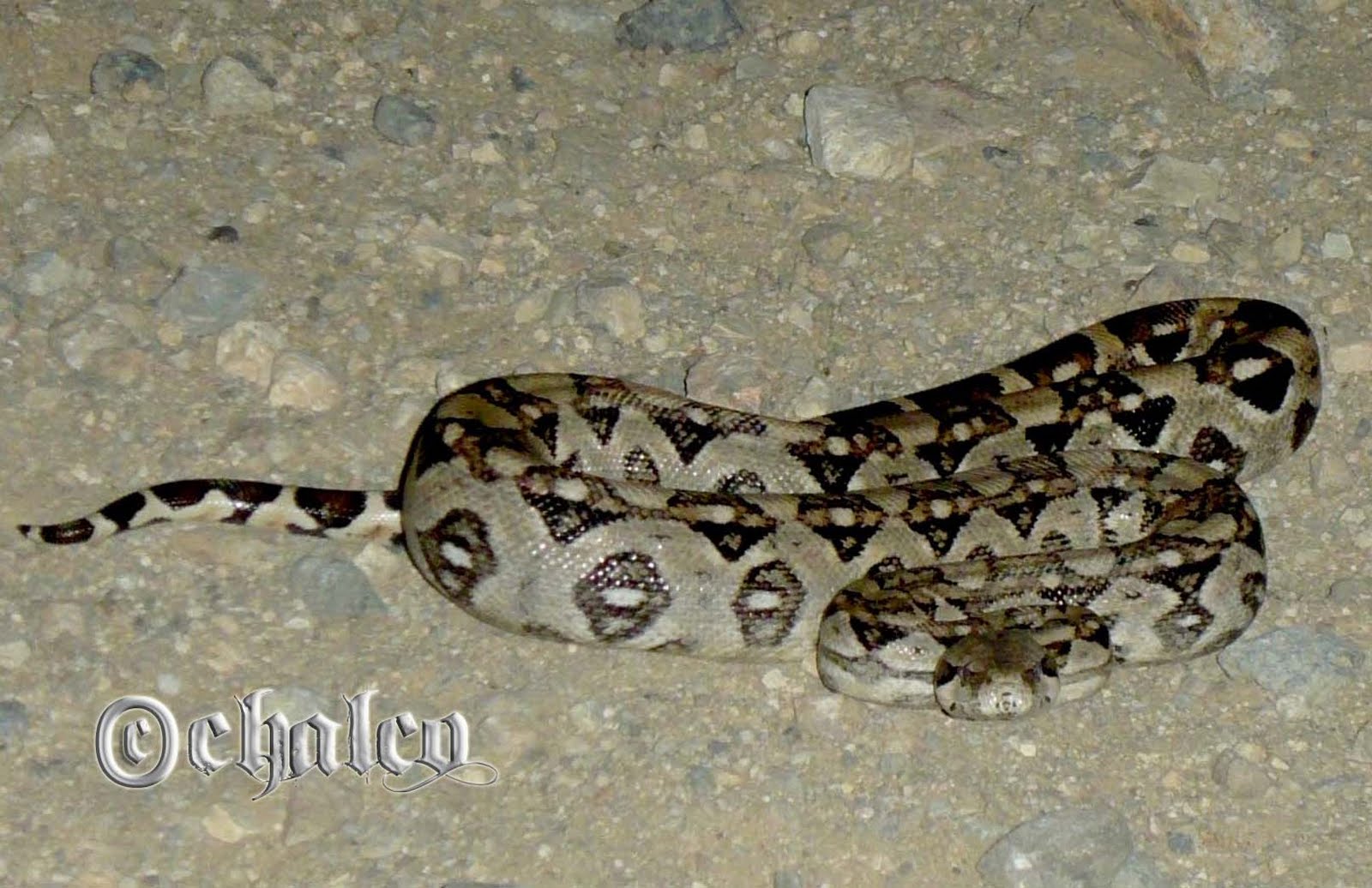 chalcore: Santuario Histórico y Reserva Natural Bosque de Pómac