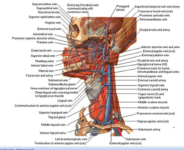 Curso de Anatomía II: Capa muscular, capa mucosa, anexos e irrigacion e ...
