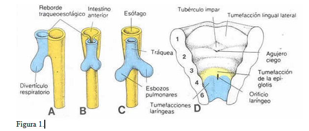 cardiorespiratoriouq: La laringe por Norma orjuela