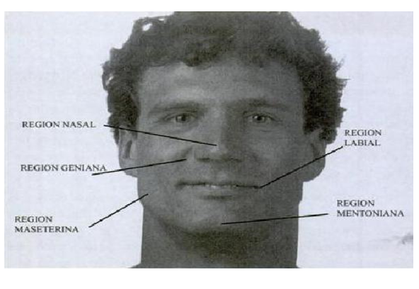 Regiones anatomicas cara - Imagui