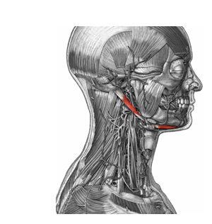 enfermeriauq: Músculos del cuello por Yazmin Eliana Salazar