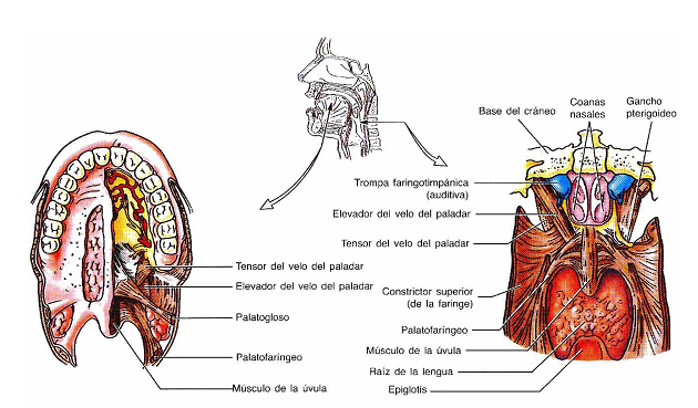 digestivouq: Velo del paladar, paladar muelle o paladar blando por ...