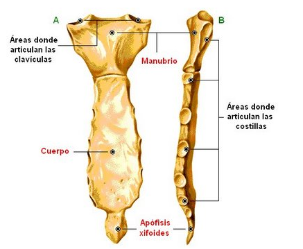Mis Apuntes de Medicina: Anatomia-Tórax Oseo(00)