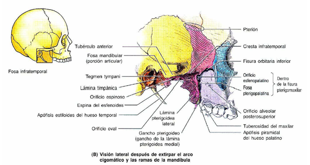 Tutorial Anatomía Cabeza y Cuello: Region Infratemporal o Pterigomaxilar