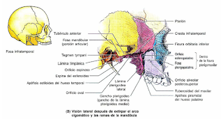 digestivouq: FOSA INFRATEMPORAL por Laura Stephania Salazar