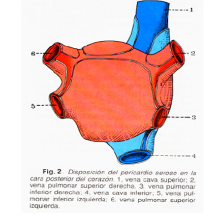 cardiorespiratoriouq: PERICARDIO DAVID ENRIQUE CRUZ ARÉVALO