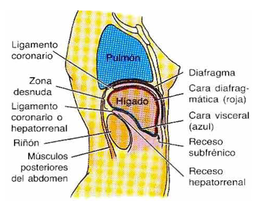 digestivouq: HIGADO Y VESICULA BILIAR por Luis Felipe Orozco A.