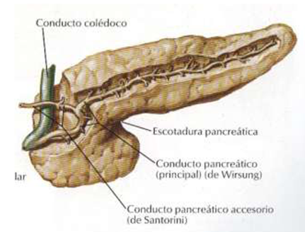 digestivouq: PÁNCREAS por Daniela Navia