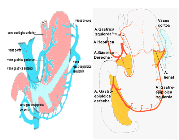 digestivouq: ESTOMAGO por WENDY G. MUÑOZ