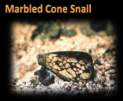 Deadliest Species In The Earth: Marbled Cone Snail