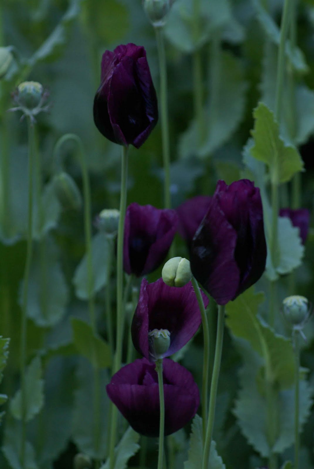 I'm In The Garden Today: Pumpkins and Poppies...It Must Be Fall