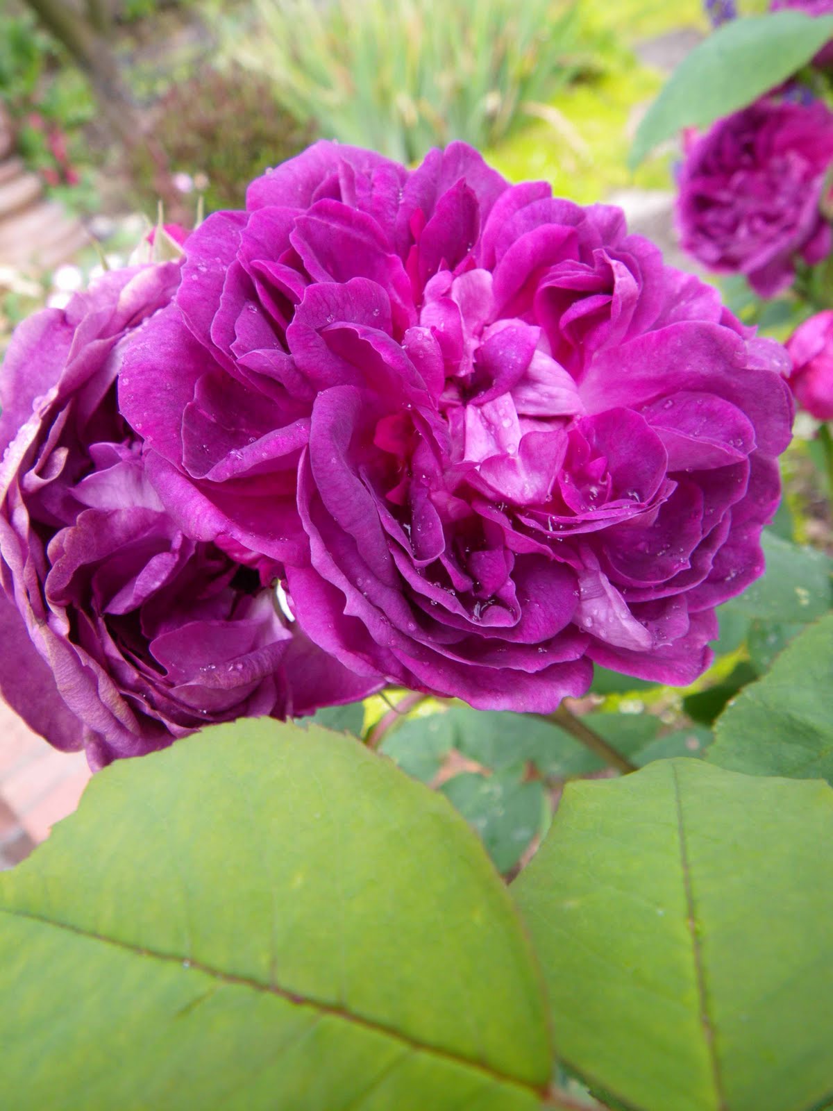 I'm In The Garden Today: Rose Wars