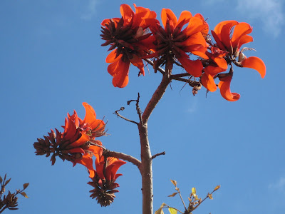 Tijuana Bible: Spring in Playas de Tijuana/La primavera en Playas de ...