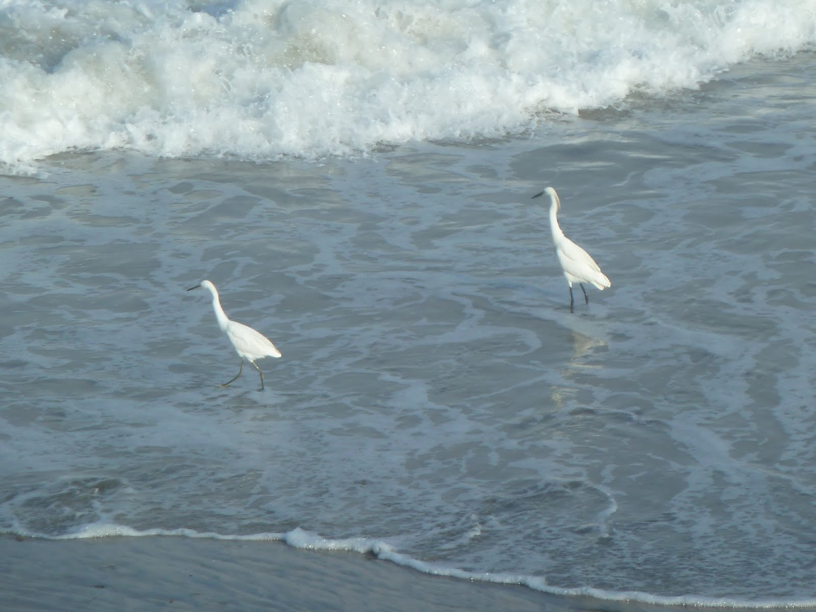 Tijuana Bible: Wildlife in Playas de Tijuana/Fauna en Playas de Tijuana