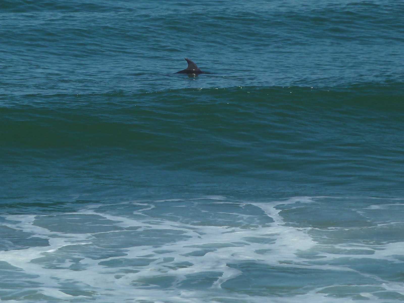 Tijuana Bible: Wildlife in Playas de Tijuana/Fauna en Playas de Tijuana