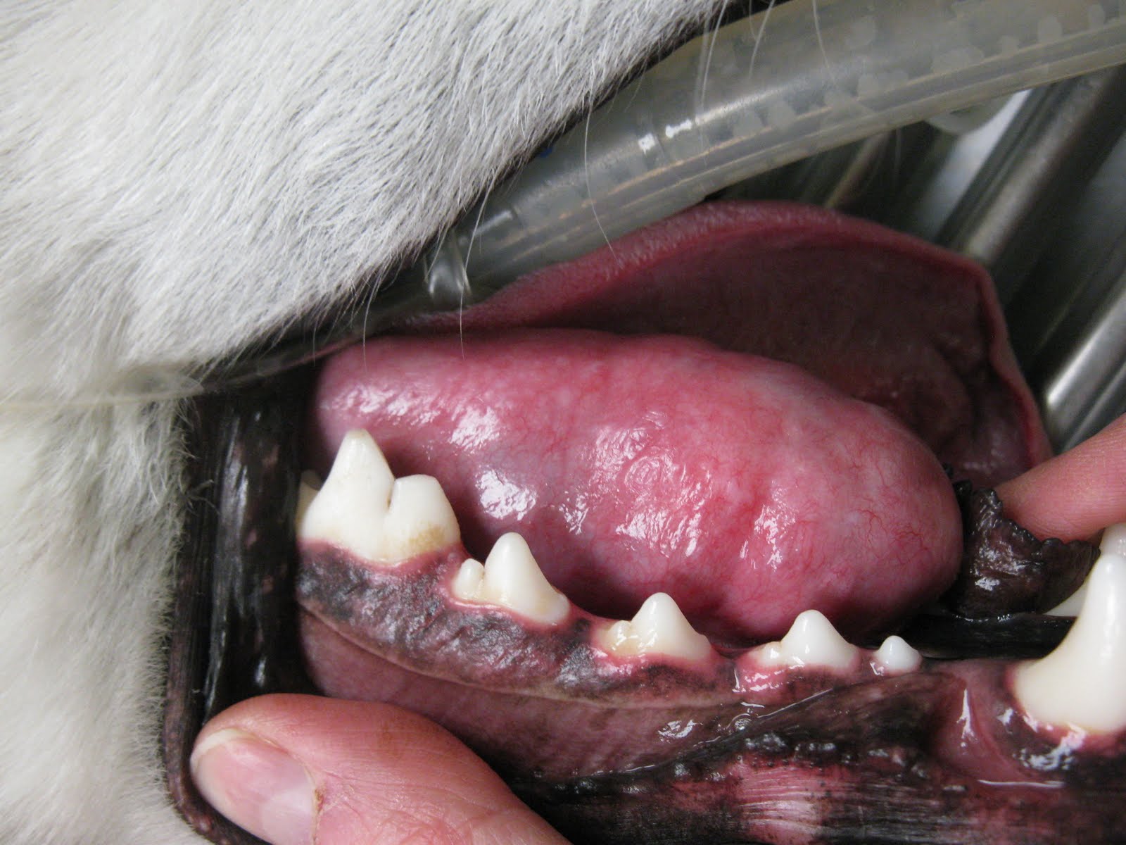 Days at Foothills Animal Hospital: Revenge on the Ranula