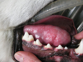 Days at Foothills Animal Hospital: Revenge on the Ranula