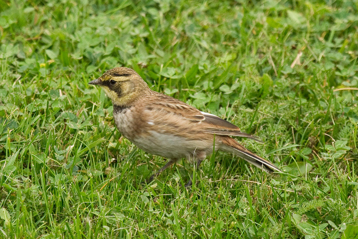 Wild up North: Shore Lark at Tynemouth