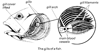 The Stars: Let's Explore and Discover!