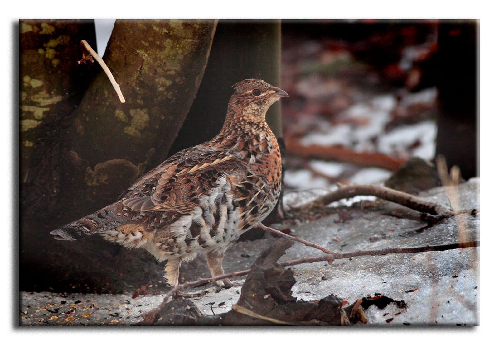 Al Wells Photography