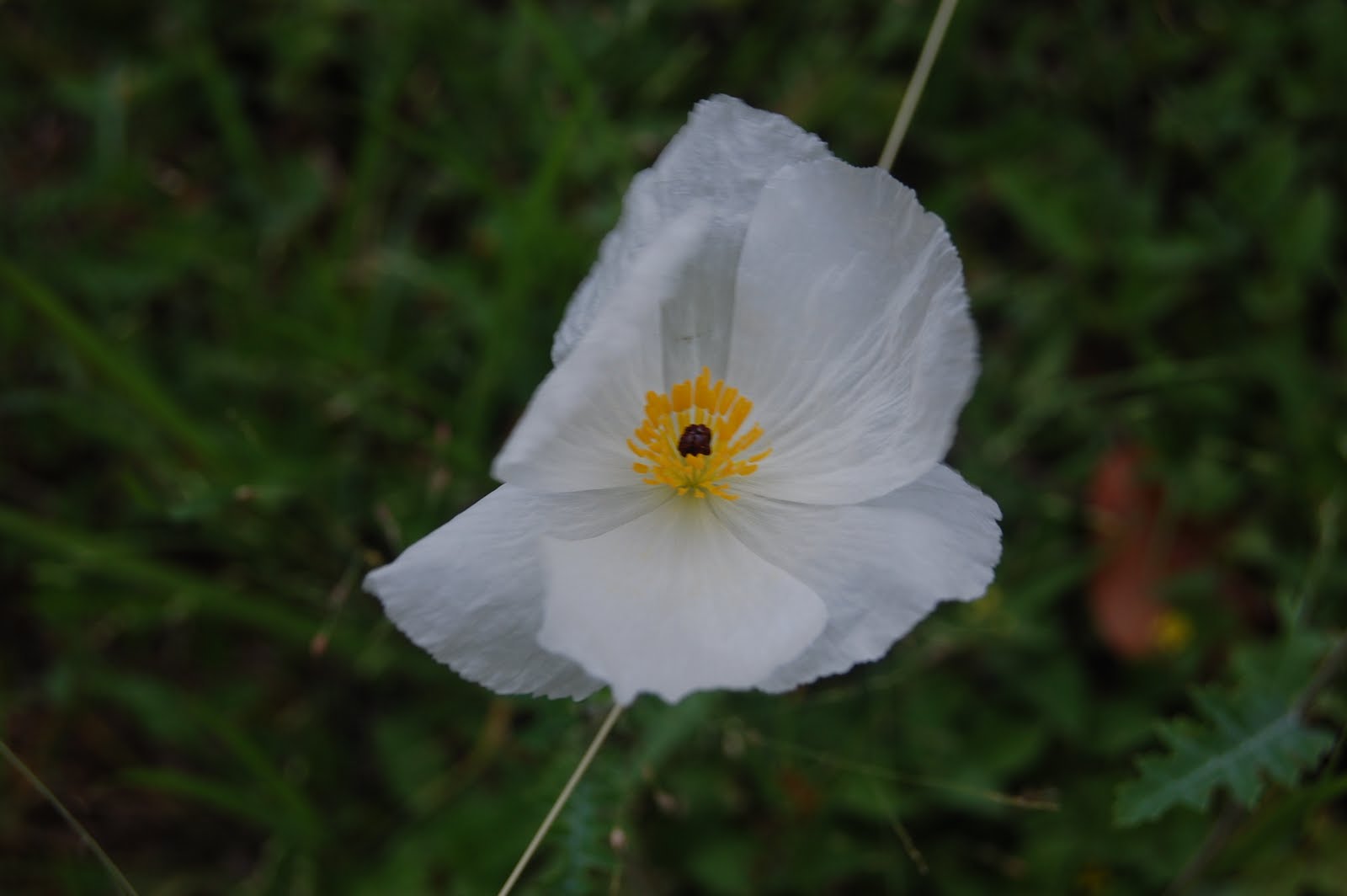 Little Jewells: Texas Wildflowers
