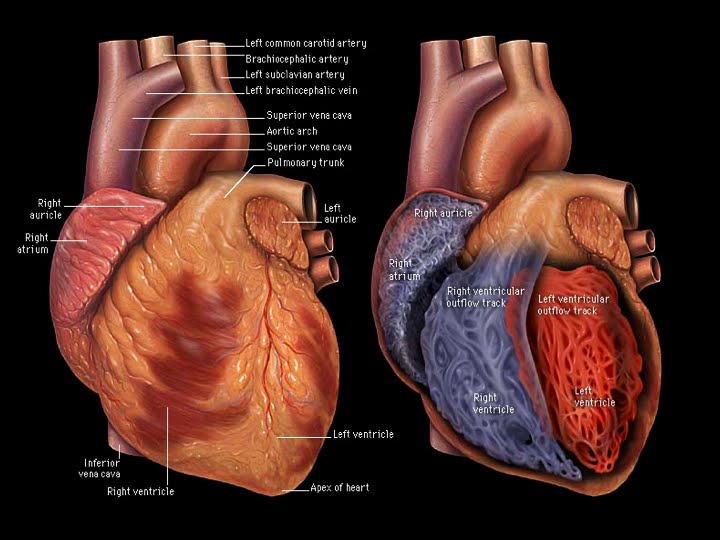 MRI BLOG: Cardiac Anatomy