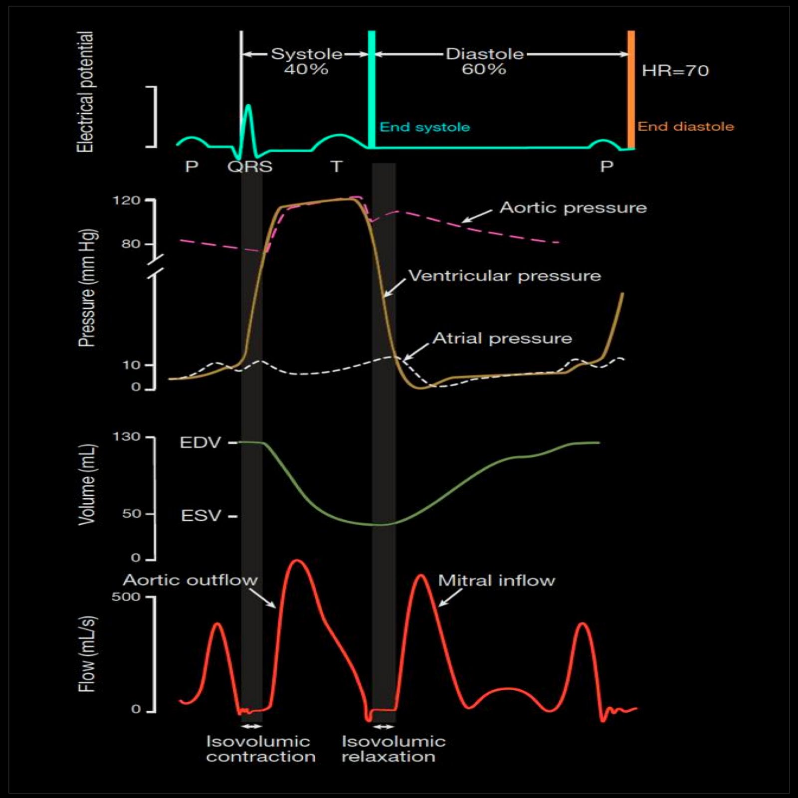 MRI BLOG: Cardiac Anatomy